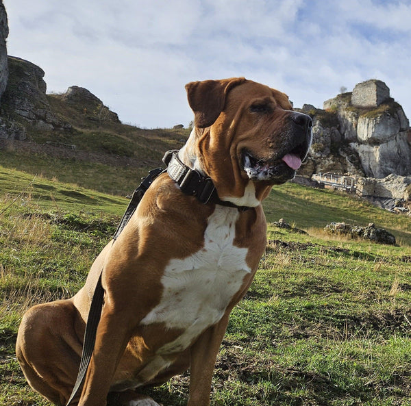 Tosa Inu – a Japanese giant with a big heart! Is this the dog for you?